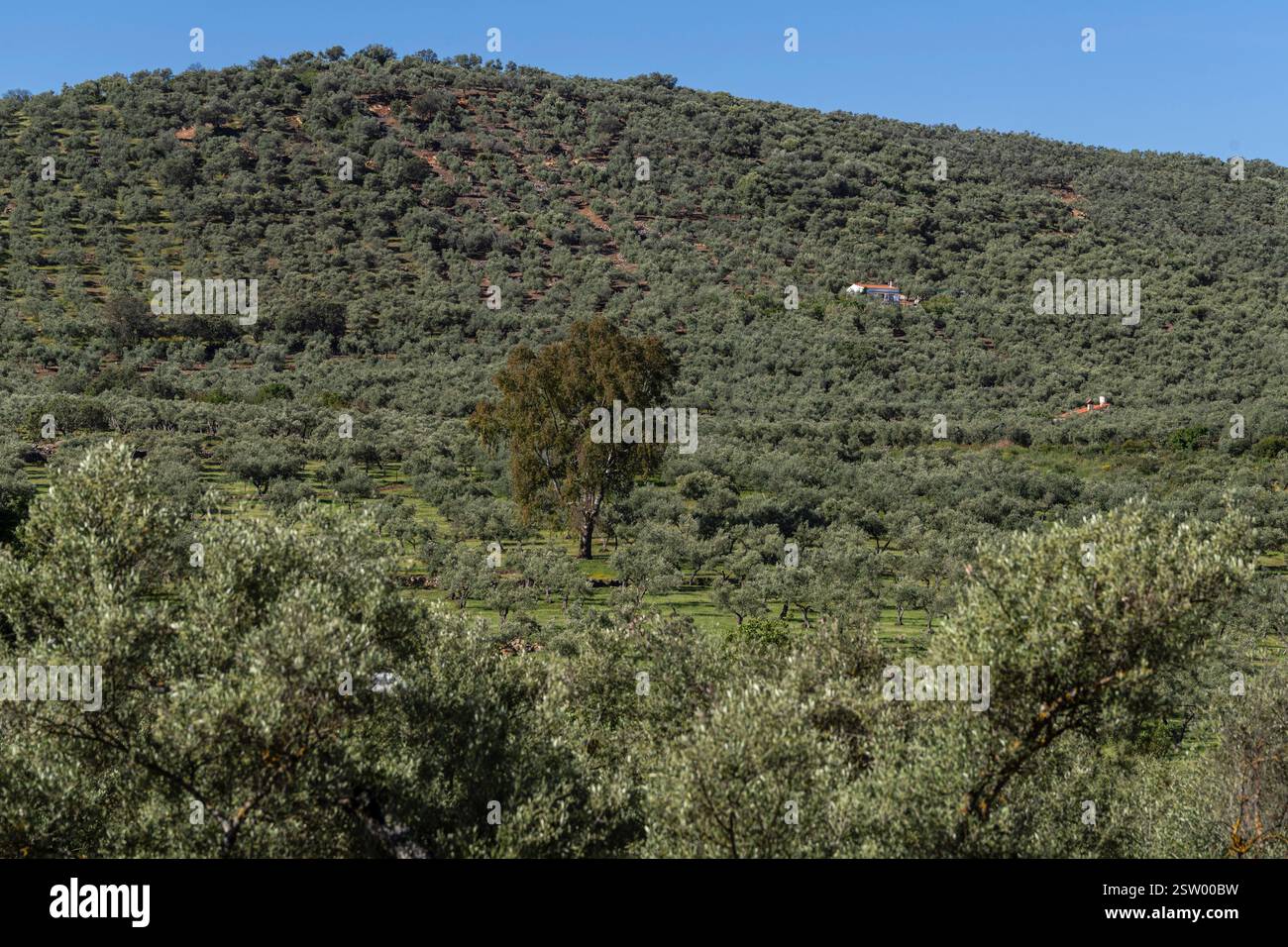 olive groves around Guadalcanal, Sierra Norte de Sevilla, province of ...