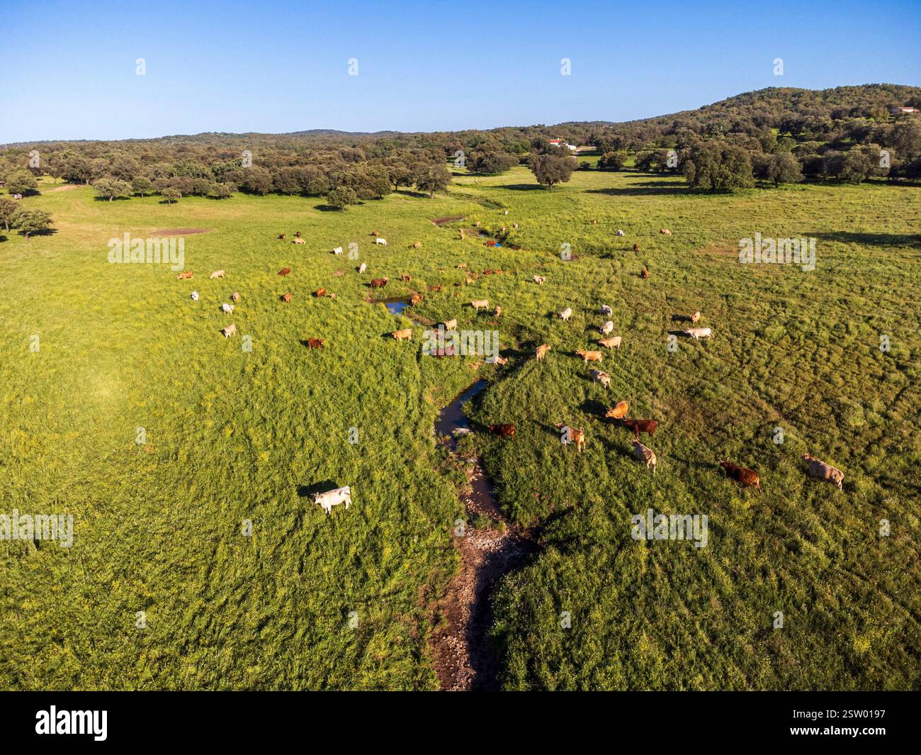 Aerial view of the grasslands near San NicolÃ¡s del Puerto Stock Photo ...
