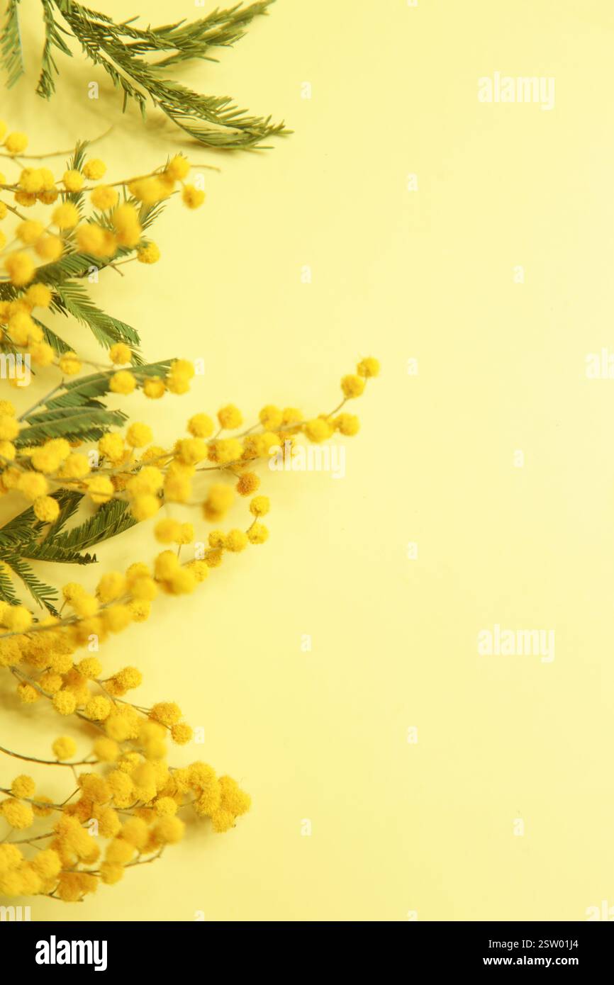 Branches of yellow spring mimosa flowers on yellow background with copy ...