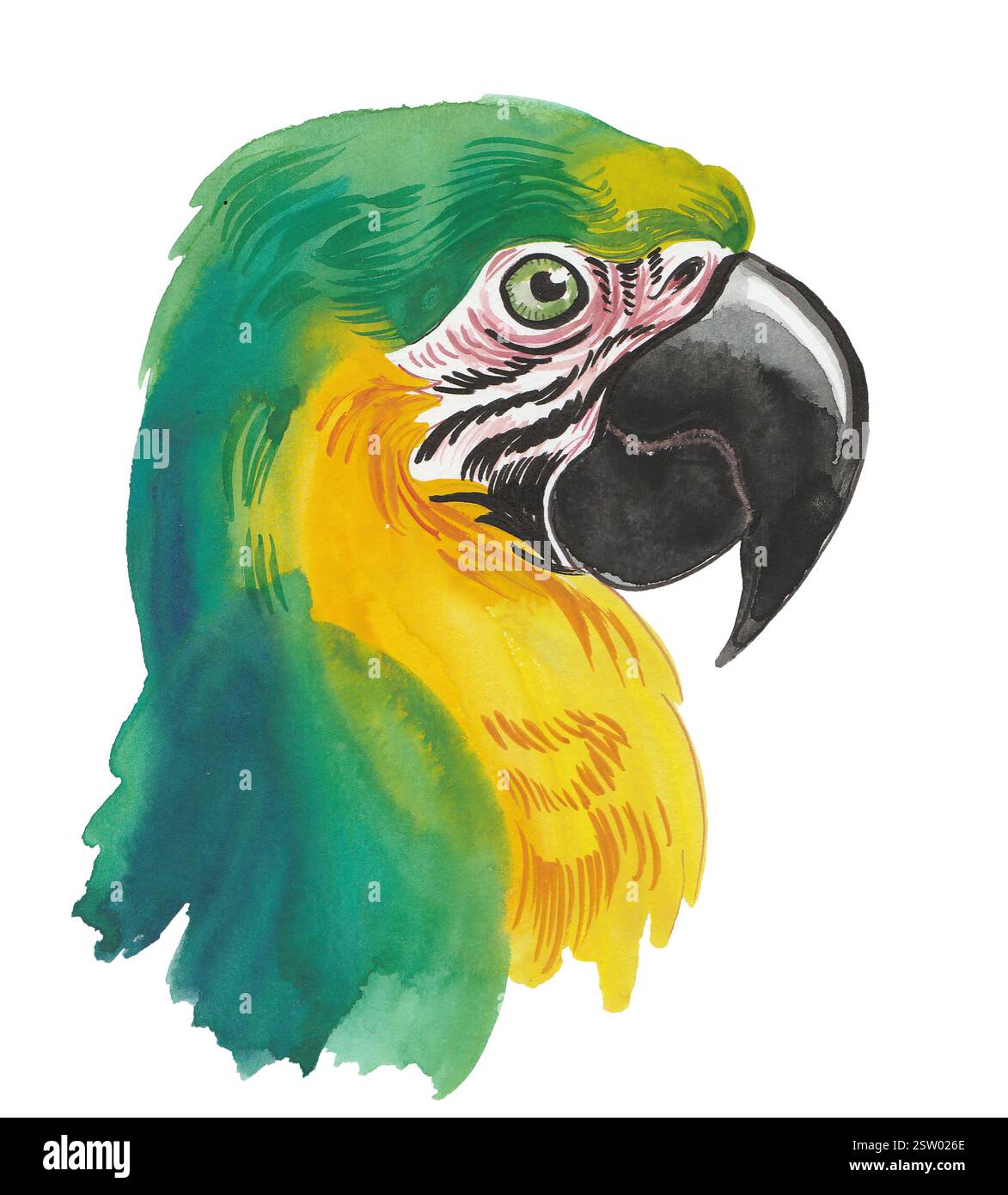 Parrot bird head. Hand drawn watercolour illustration Stock Photo - Alamy