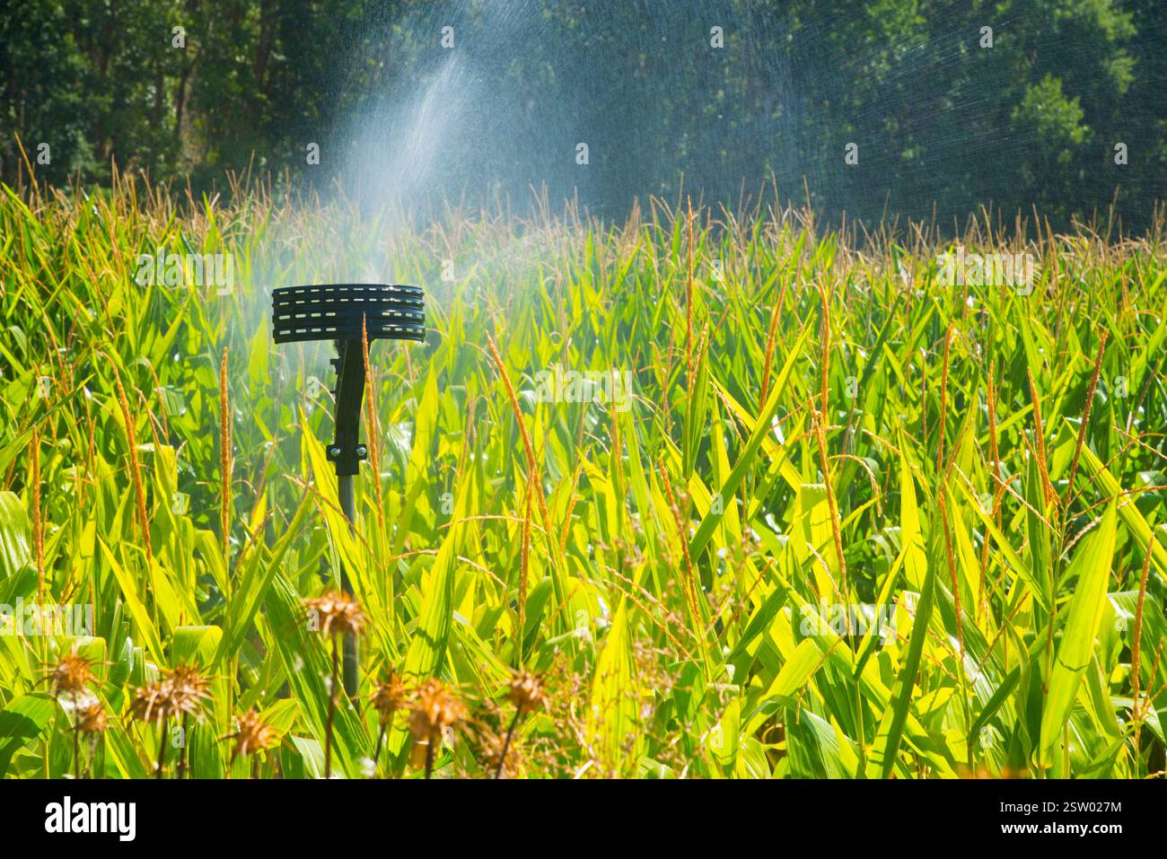 Watering corn field in agricultural hi-res stock photography and images ...