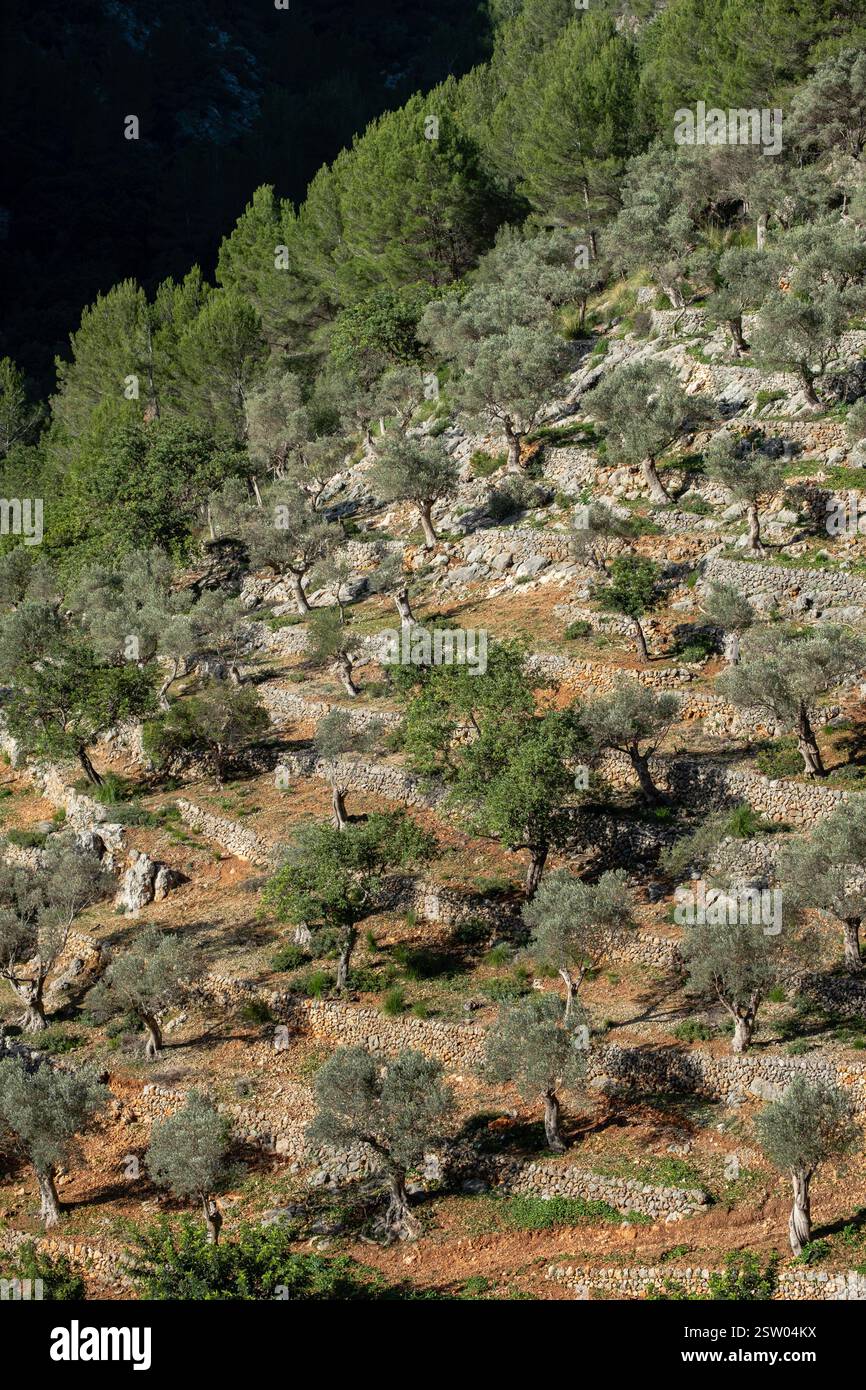 Olive caimari mallorca hi-res stock photography and images - Alamy