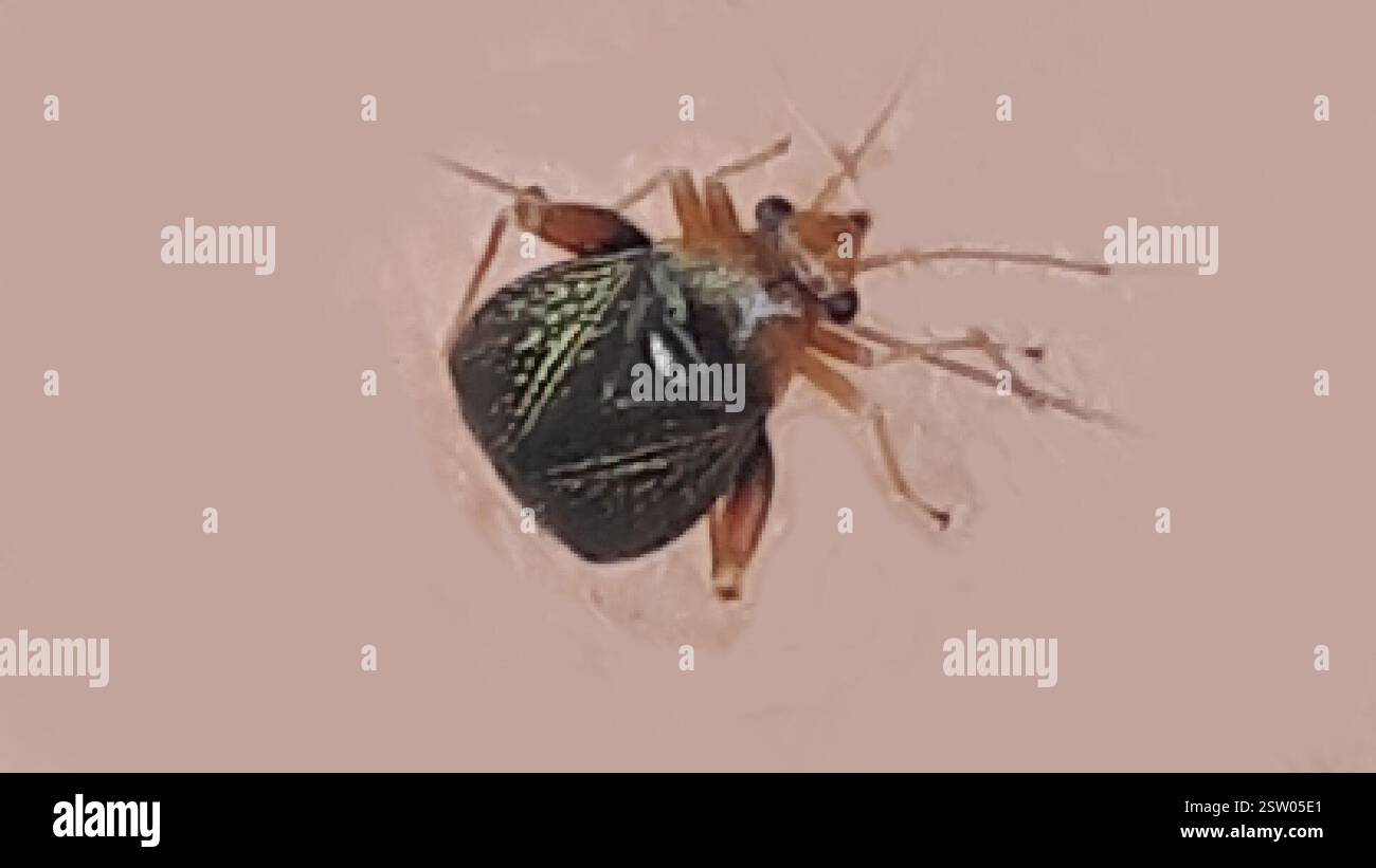 Luteicollis hi-res stock photography and images - Alamy