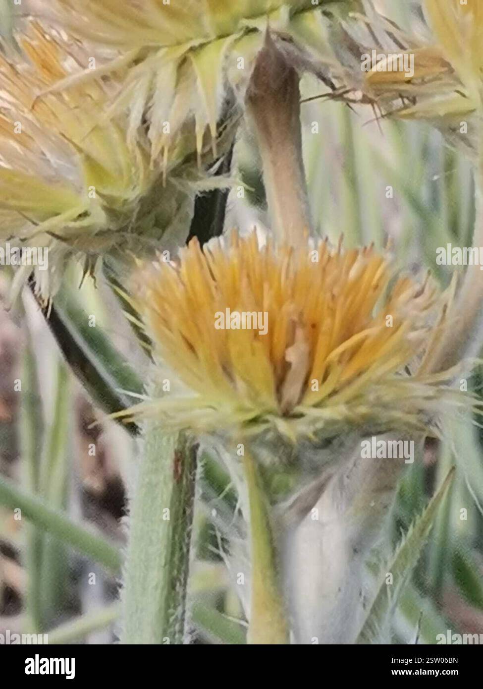 Paso espinillo hi-res stock photography and images - Alamy