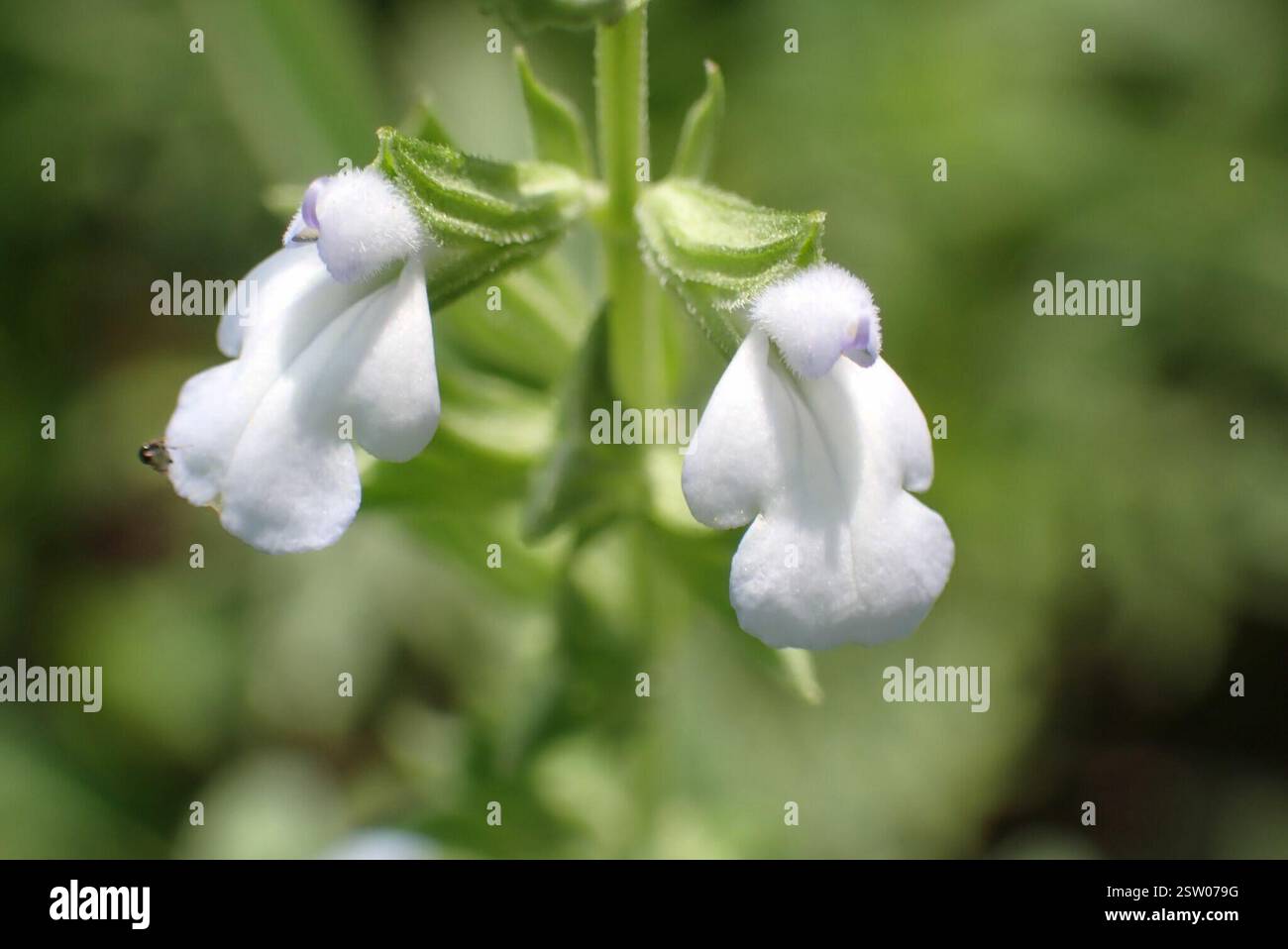 Mintweed (Salvia reflexa), Plantae, Maseve Mine, Bojanala Platinum ...