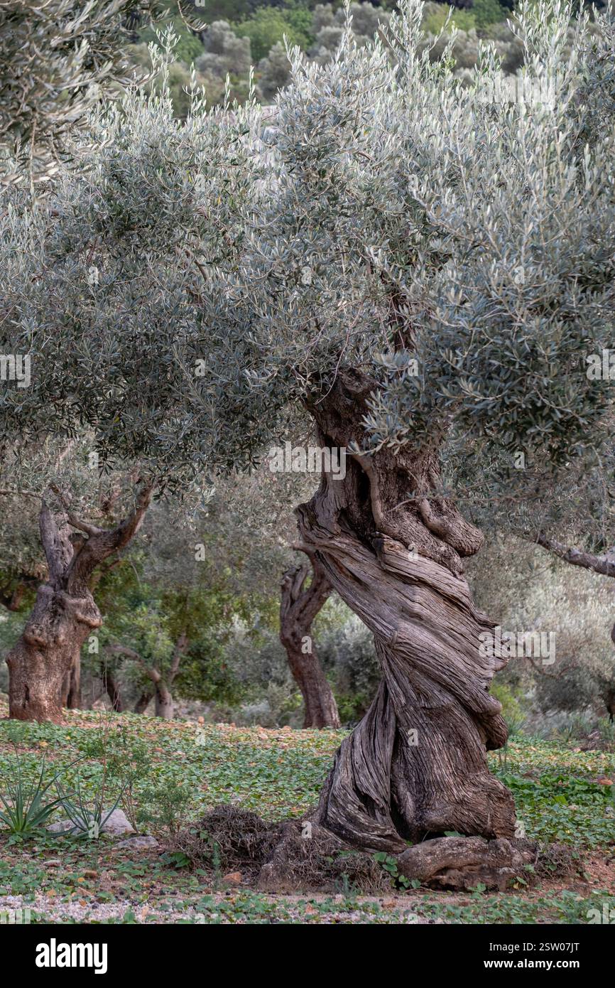 From son hi-res stock photography and images - Alamy