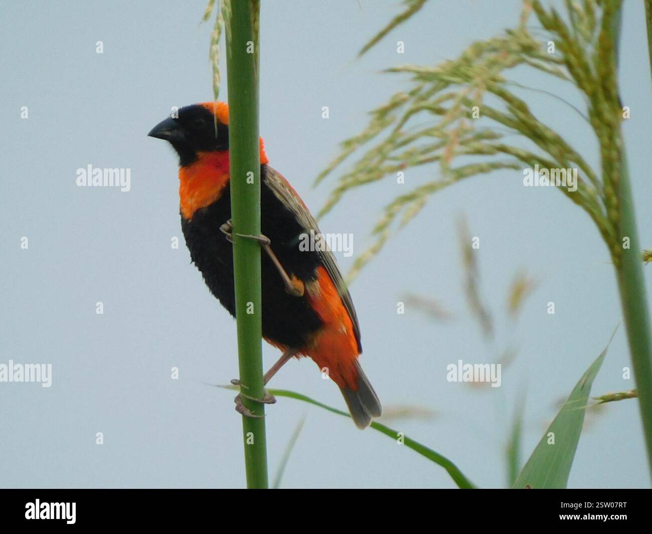 Southern Red Bishop (Euplectes orix), Aves, Maseve Mine, Bojanala ...