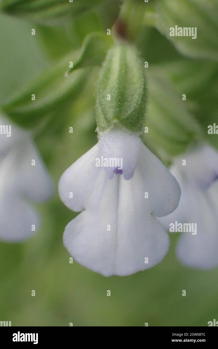 Mintweed (Salvia reflexa), Plantae, Maseve Mine, Bojanala Platinum ...