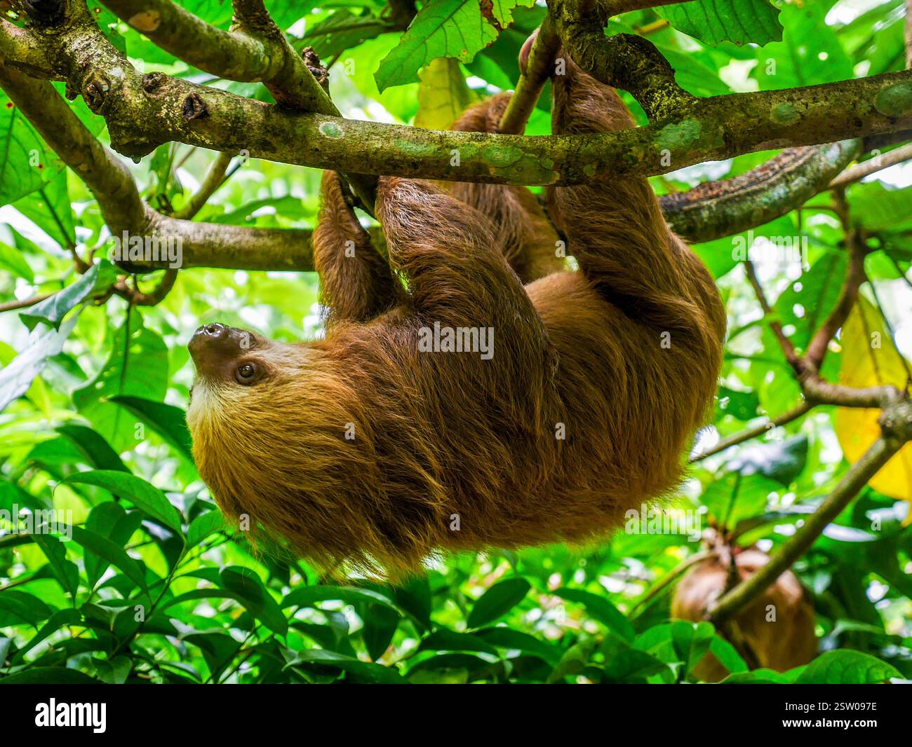 A Hoffmann's two-fingered sloth (Choloepus hoffmani), hanging upside ...