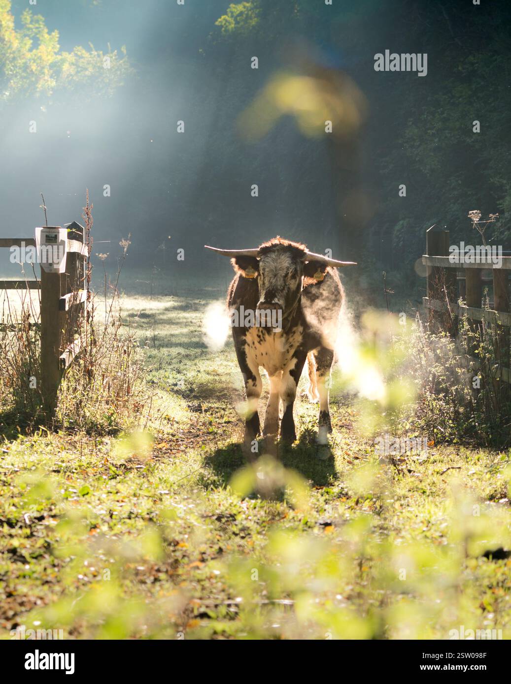 English Longhorn cattle backlit with steam Stock Photo - Alamy