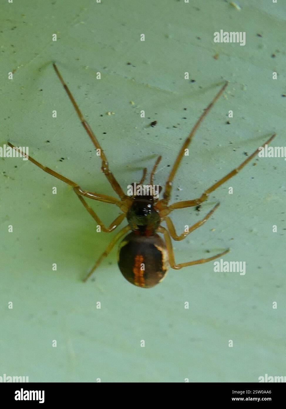 Big-eyed Thick-jawed Spider (Pachygnatha autumnalis), Arachnida ...