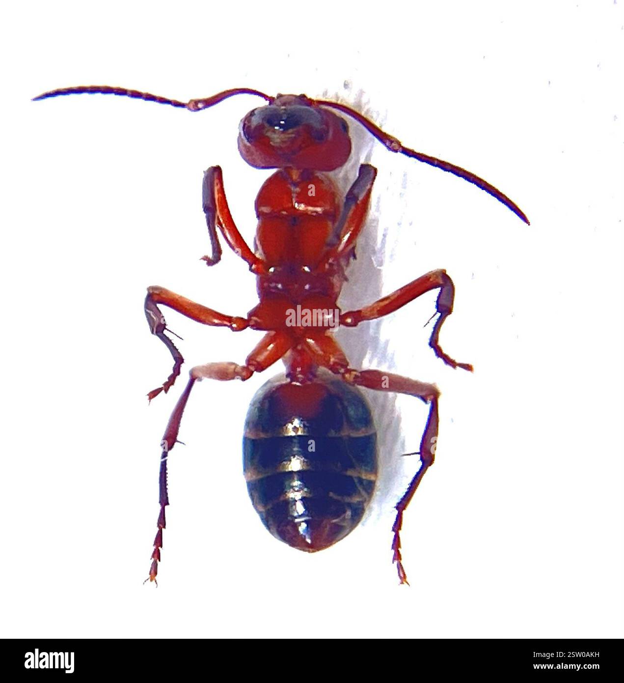 Slave-raider Field and Mound Ants (Formica sanguinea), Insecta ...