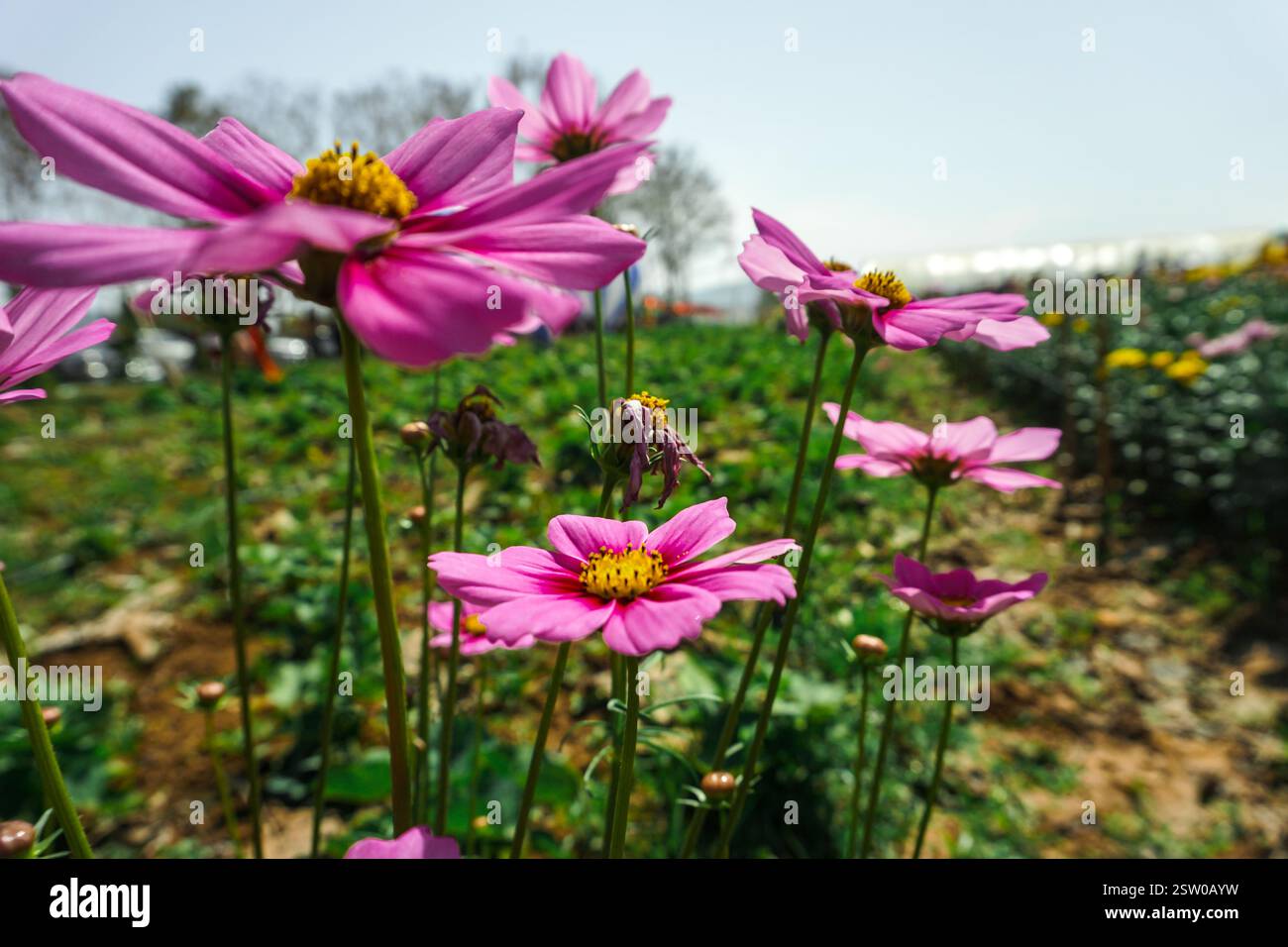 Tall pink cosmos hi-res stock photography and images - Alamy