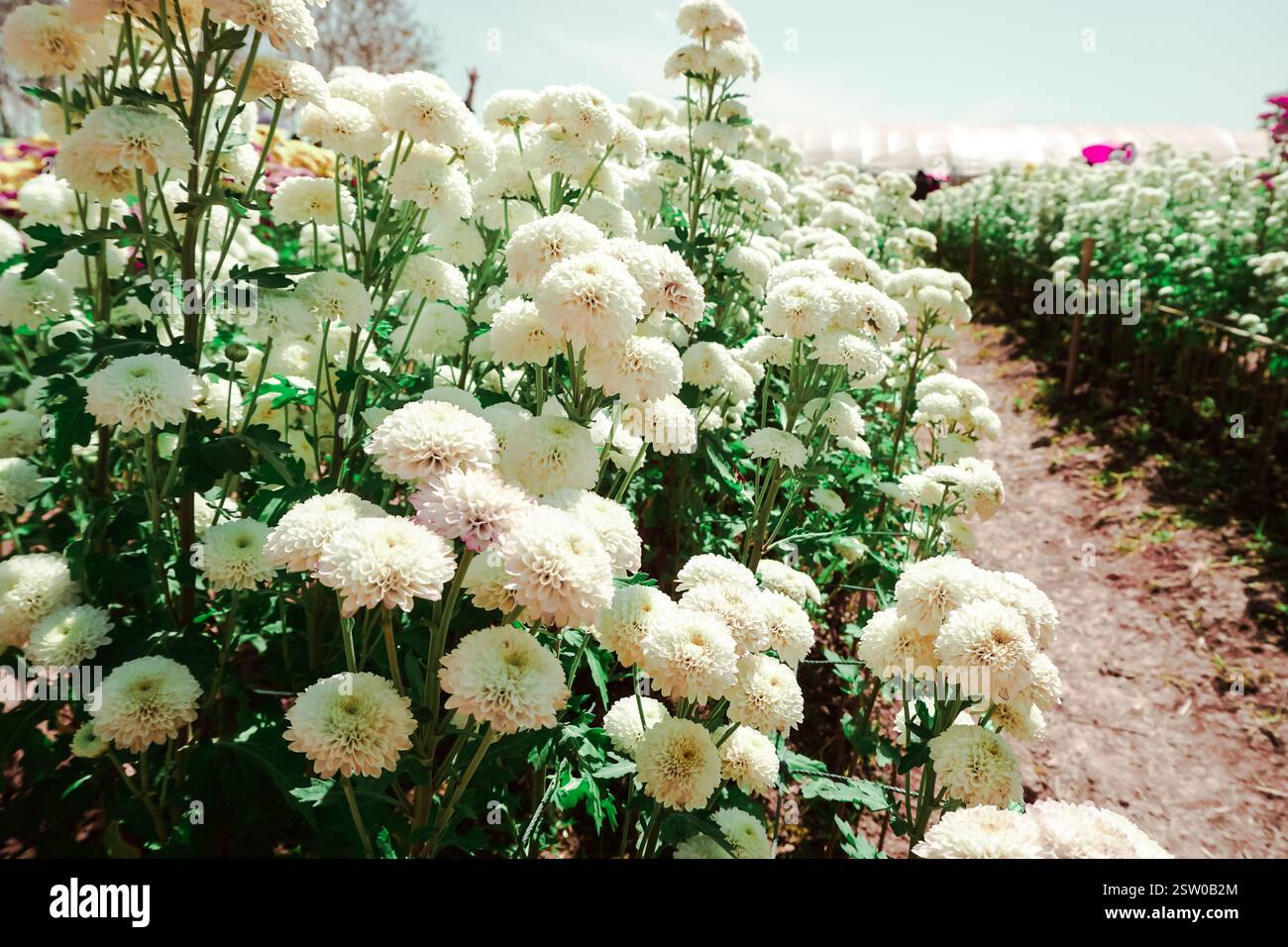 Chrysanthemum, formerly Dendranthemum White blooming'Field of white ...