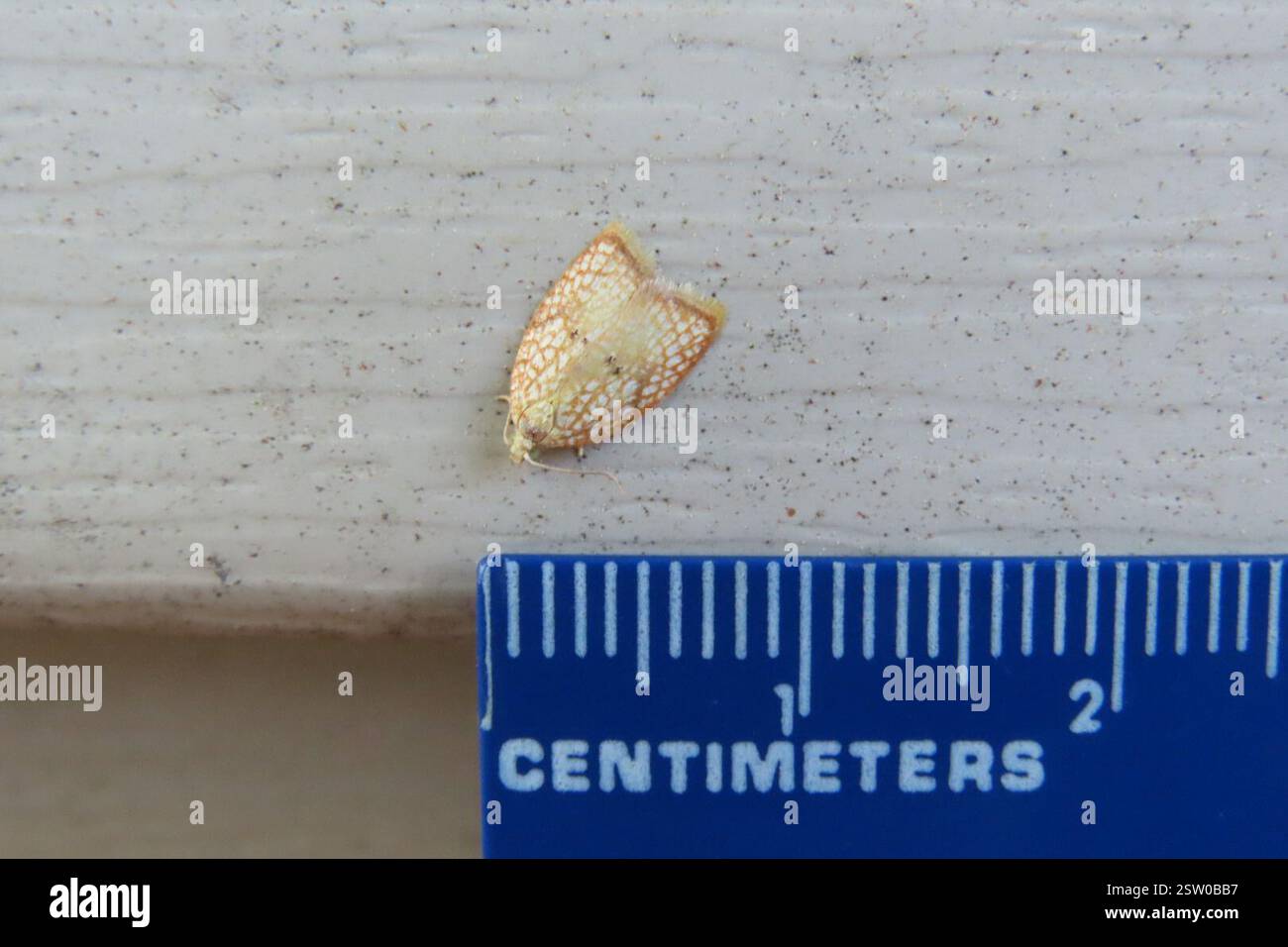 Maple Leaftier Moth (Acleris forsskaleana), Insecta, West Newton ...