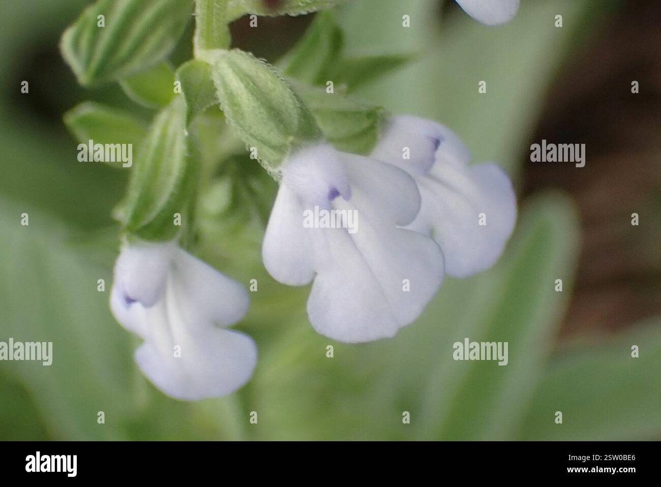 Mintweed (Salvia reflexa), Plantae, Maseve Mine, Bojanala Platinum ...
