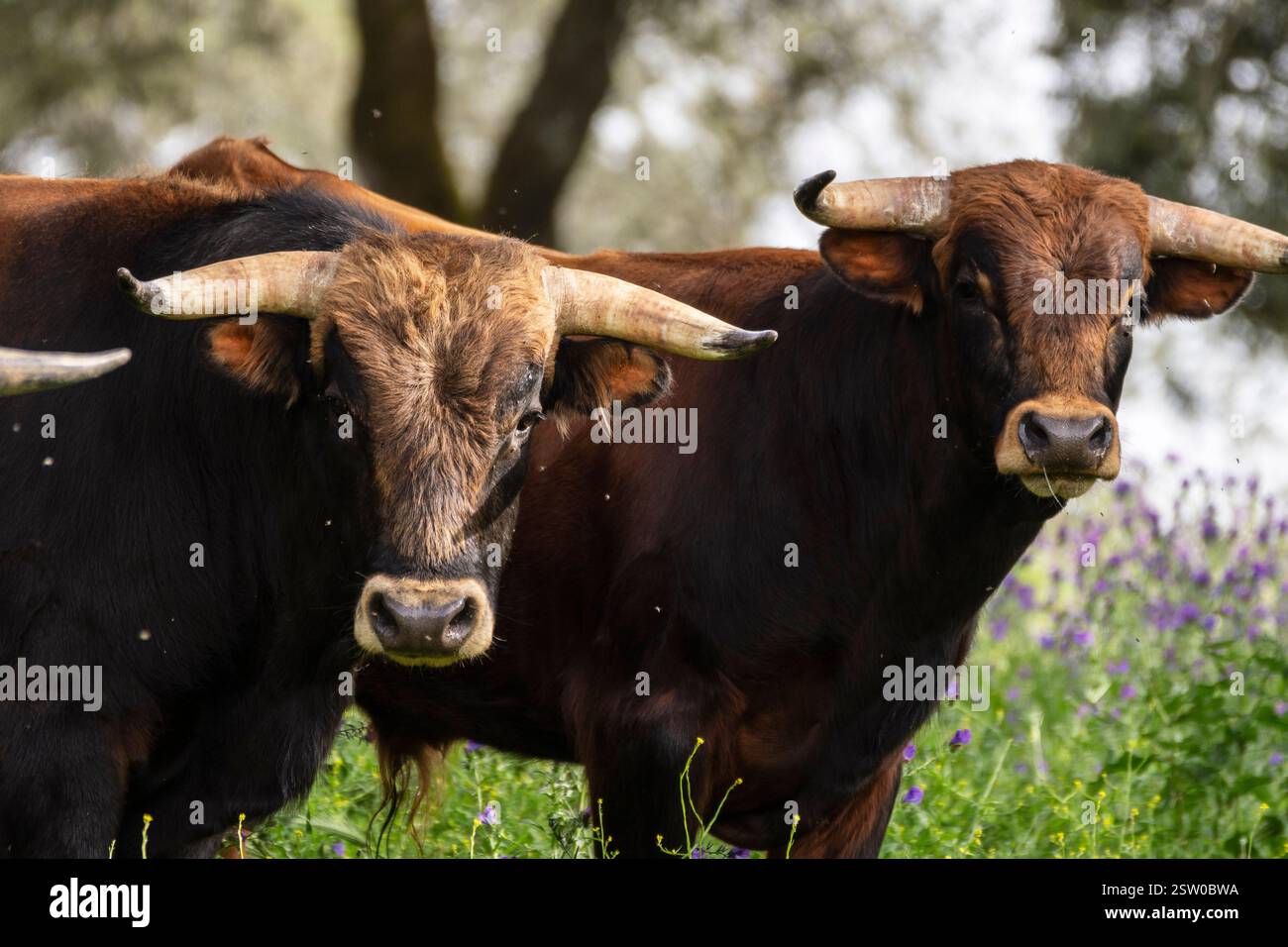 Stierkampfbulle hi-res stock photography and images - Alamy
