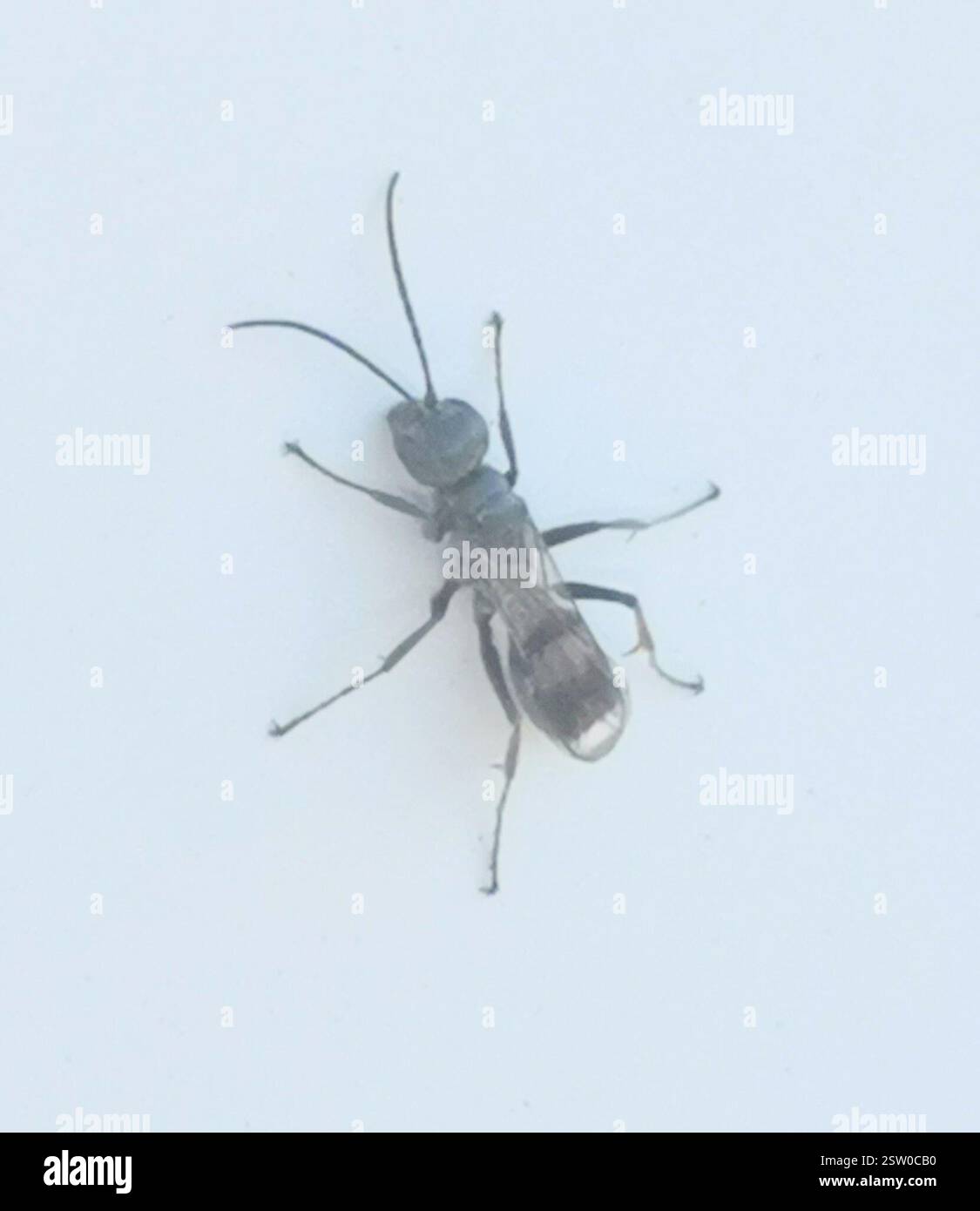 (Dipogon), Insecta, 31140 Urjala, Suomi Stock Photo - Alamy