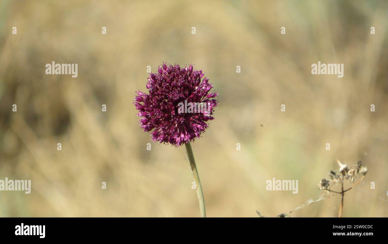 (Allium atroviolaceum), Plantae, Турали 5-е, Респ. Дагестан, Россия ...
