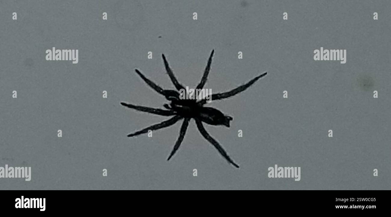 Eastern Parson Spider (Herpyllus ecclesiasticus), Arachnida, Elliott ...
