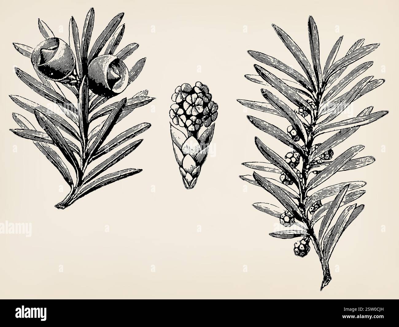 The evergreen tree - Taxus baccata. Twigs, buds, leaves, flowers and ...