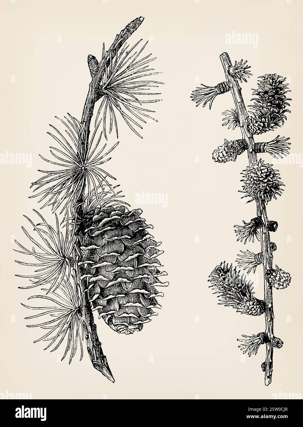 The tree - European larch (Larix decidua). Twigs, buds, needles ...