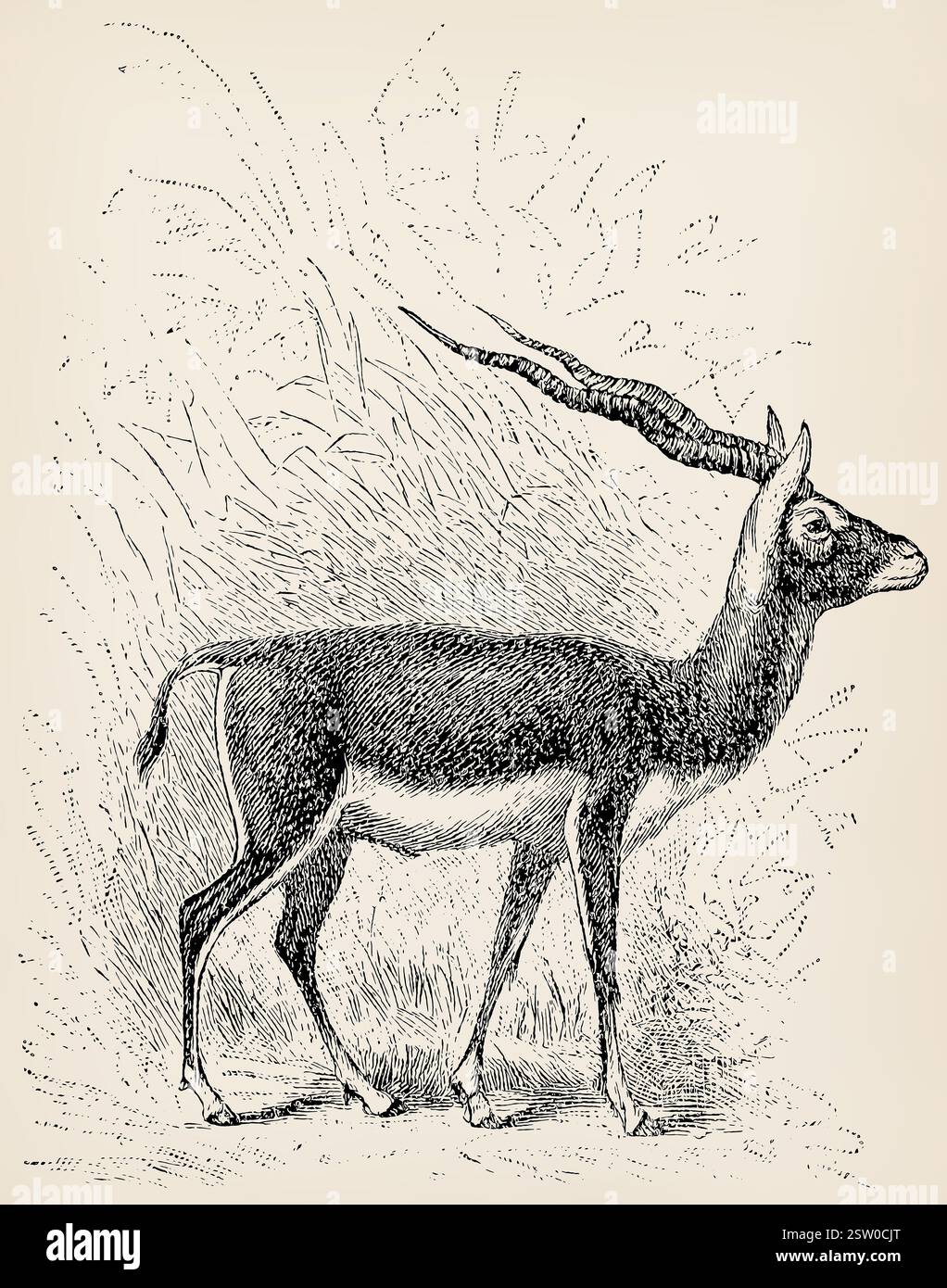 The blackbuck (Antilope cervicapra). Antique stylized illustration ...