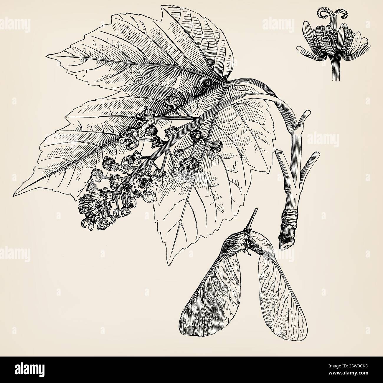 The tree - Acer pseudoplatanus. Twigs, buds, leaves, flowers and fruits ...