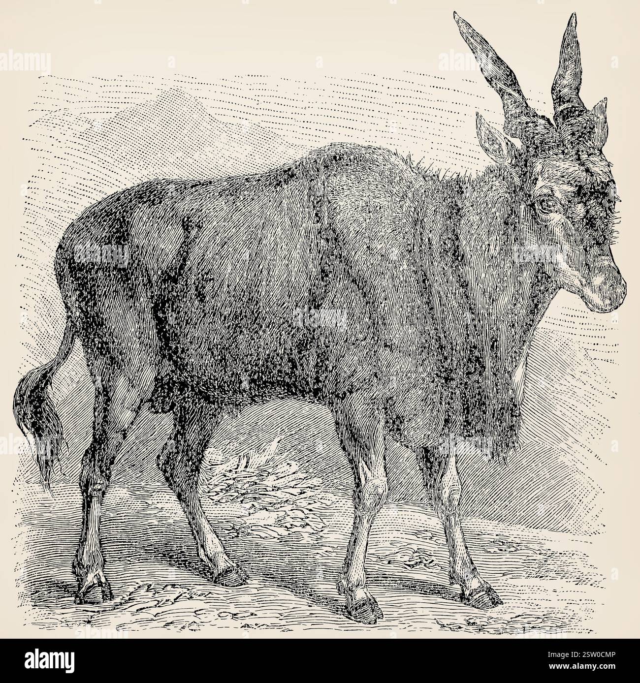 The common eland (Taurotragus oryx). Antique stylized illustration ...