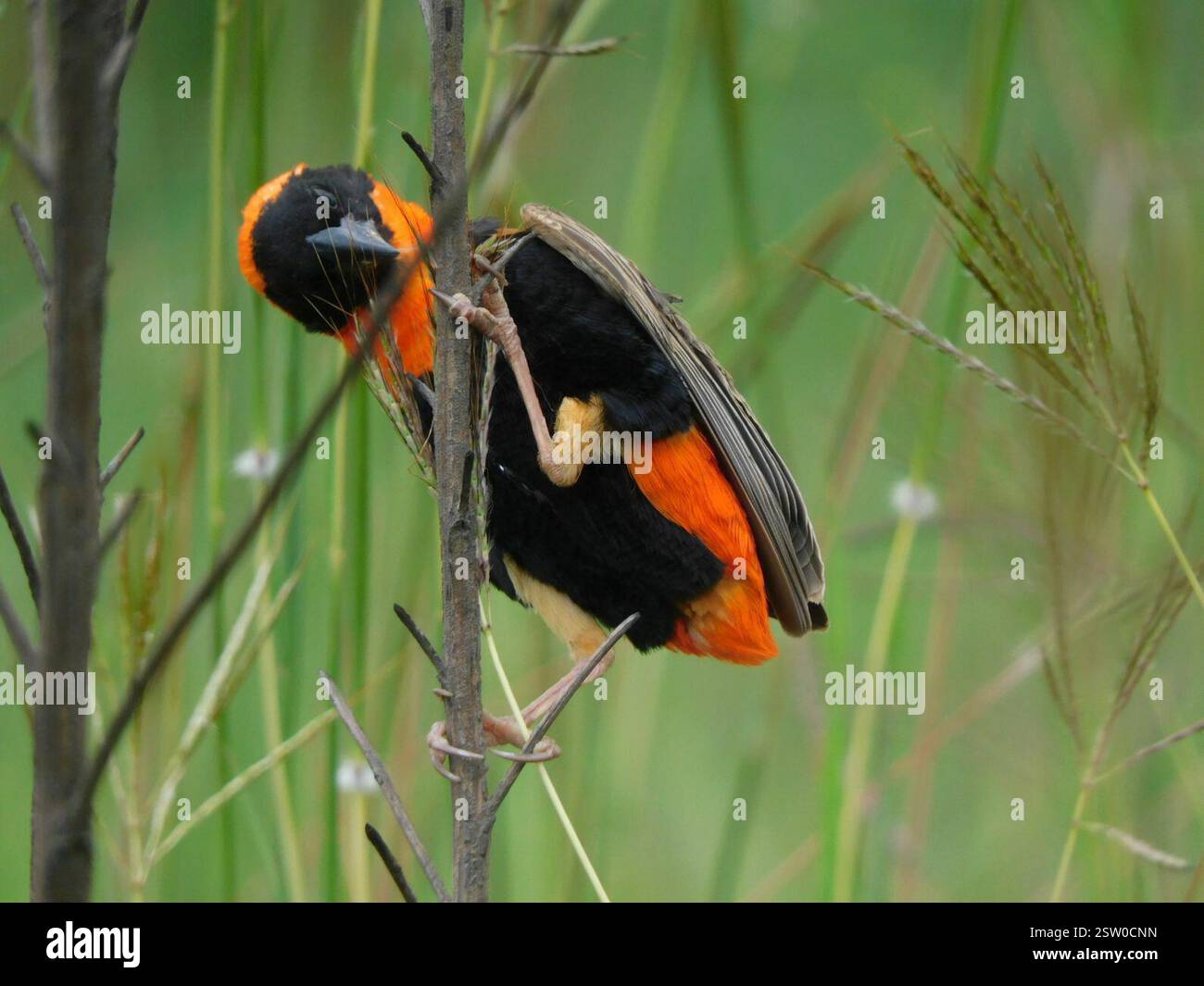 Southern Red Bishop (Euplectes orix), Aves, Maseve Mine, Bojanala ...
