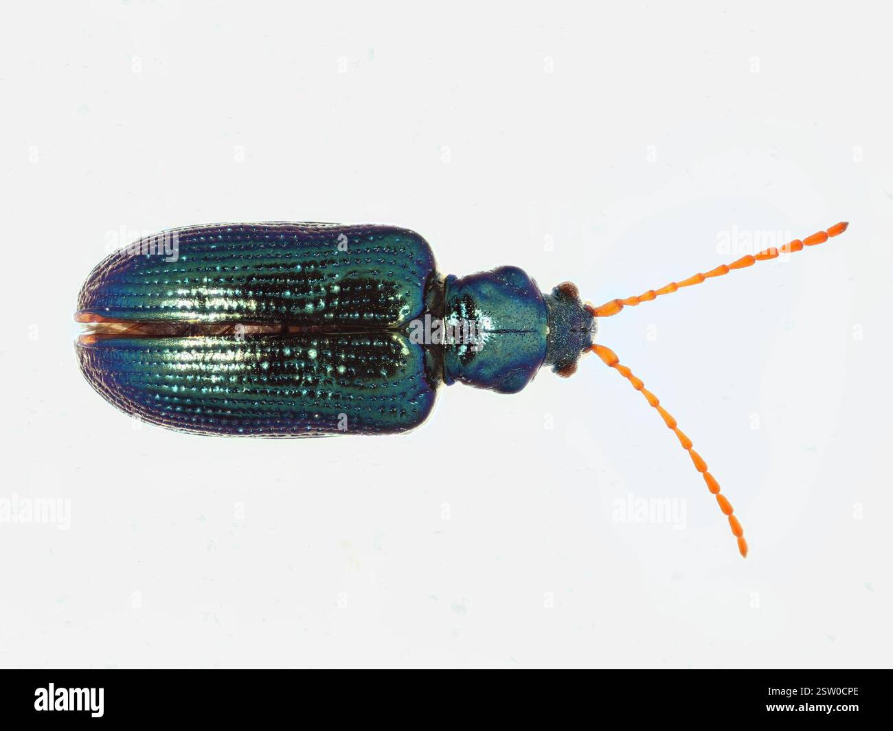 Red Aquatic Leaf Beetle (Plateumaris rufa), Insecta, Laurel Summit ...
