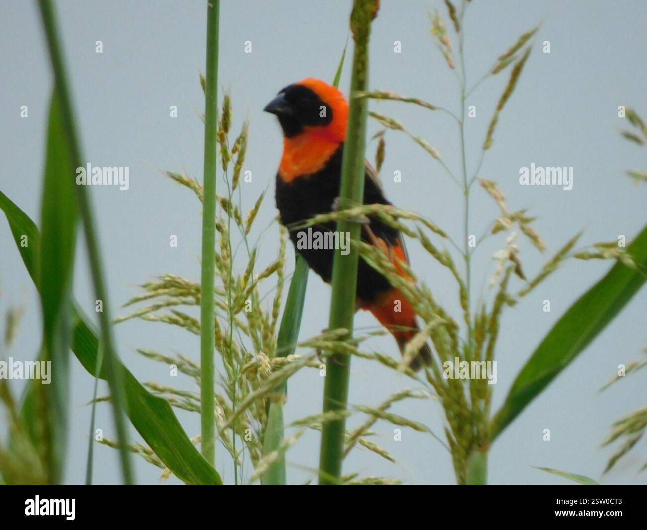 Southern Red Bishop (Euplectes orix), Aves, Maseve Mine, Bojanala ...