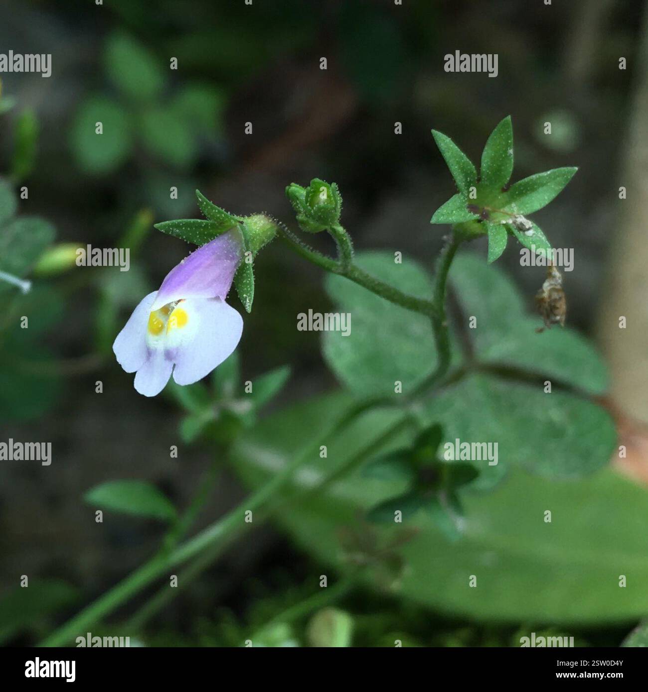 Japanese mazus (Mazus pumilus), Plantae, 新港路, 上海市, CN, Lower leaves of ...