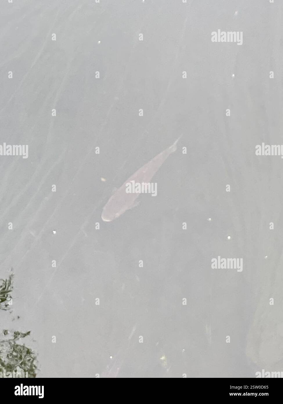 European chub (Squalius cephalus), Actinopterygii, Richmond Park Golf ...