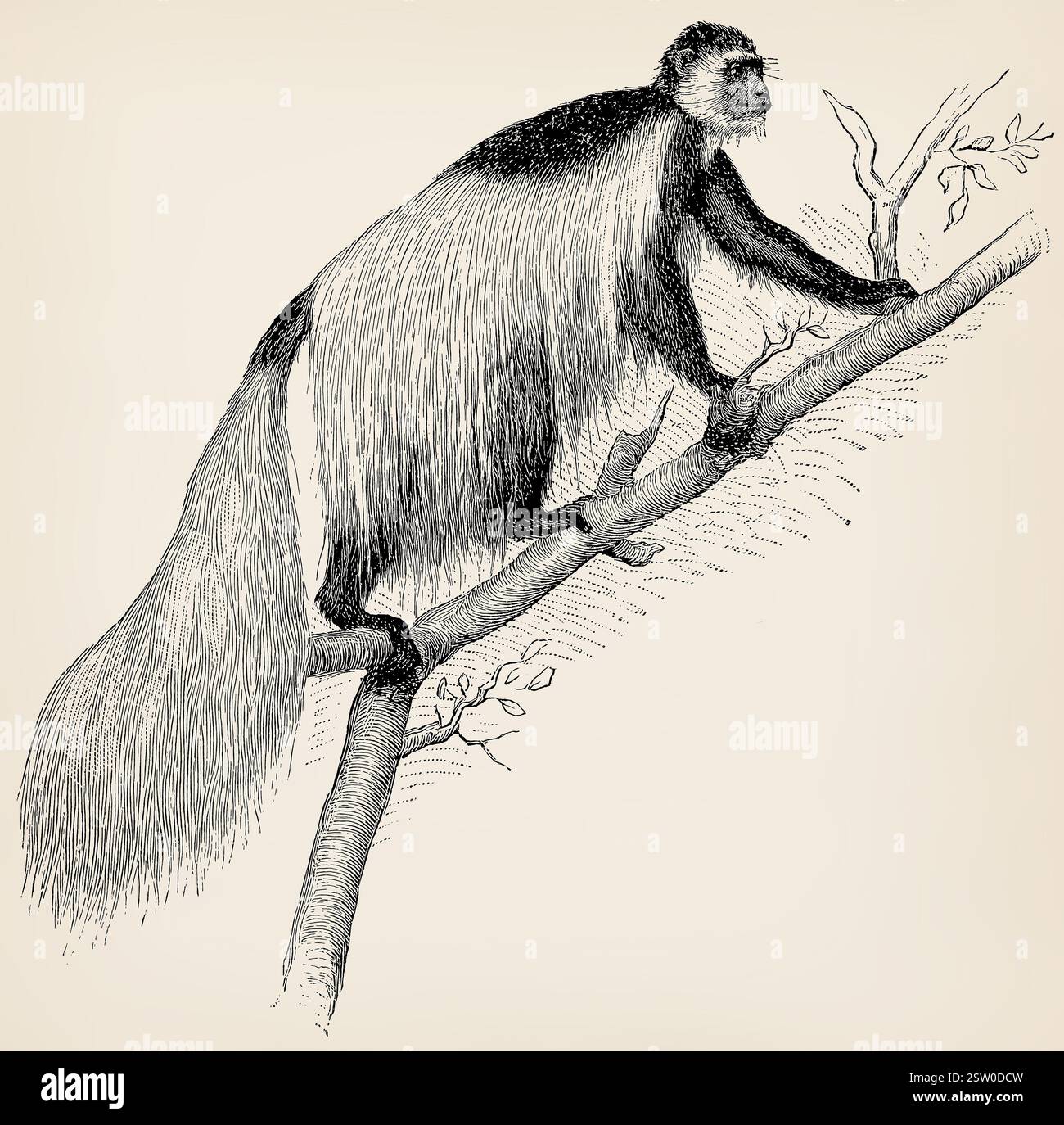 The mantled guereza (Colobus guereza). Antique stylized illustration ...