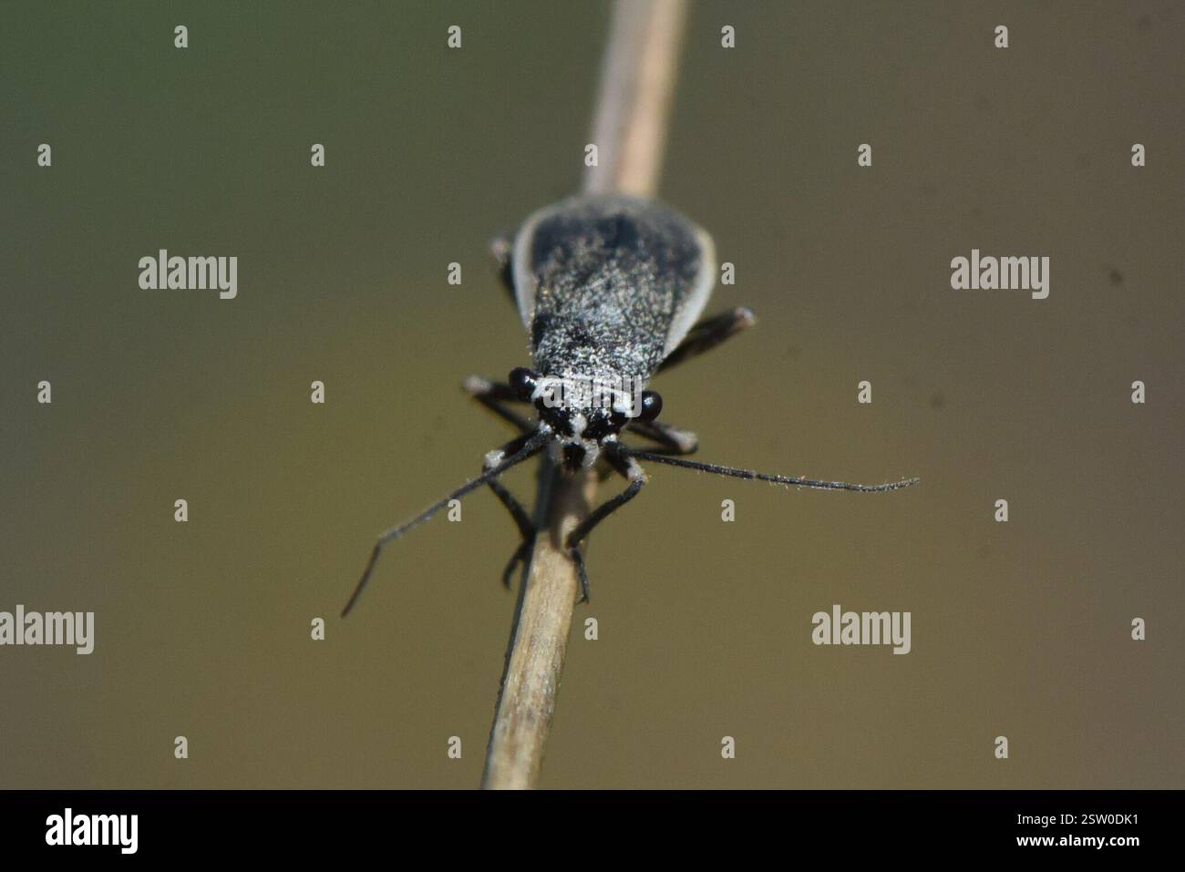 (Labops), Insecta, Thompson-Nicola, BC, Canada Stock Photo - Alamy