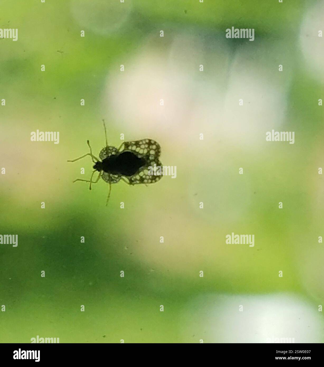 (Tingini), Insecta, Webster Groves, MO, USA, Photographed from the ...