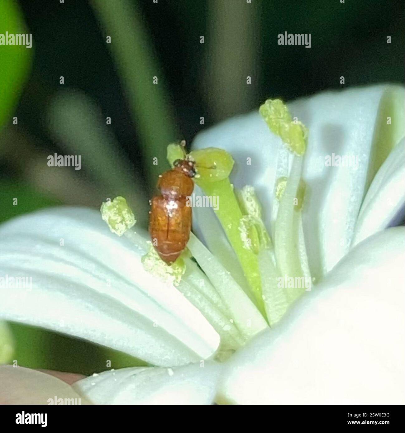 Florida beetles hi-res stock photography and images - Alamy