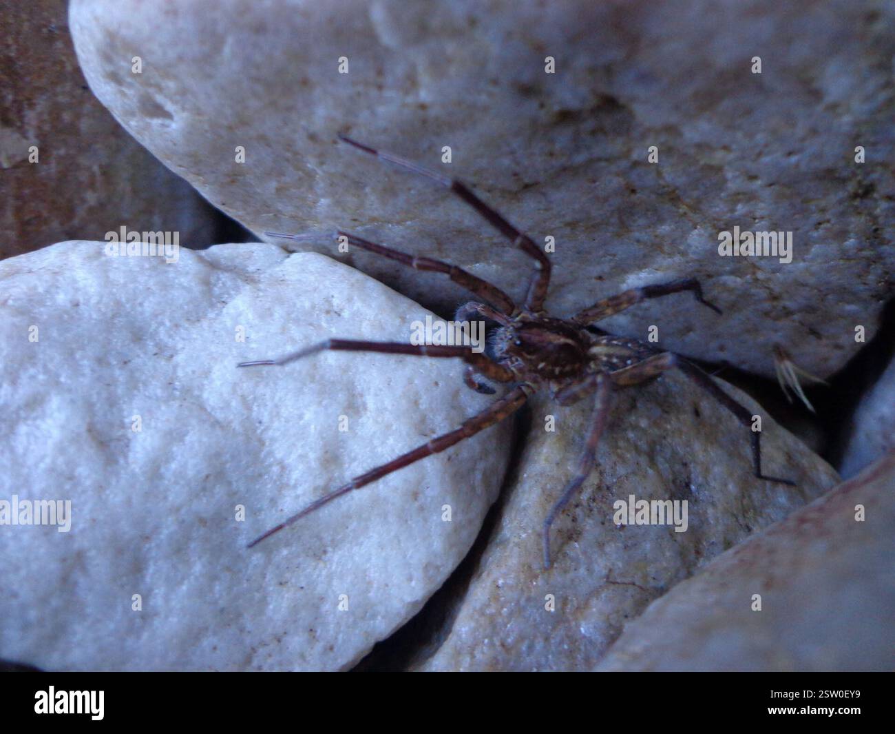 Wolf Spiders (Lycosidae), Arachnida, Arangieskop hike, Robertson ...