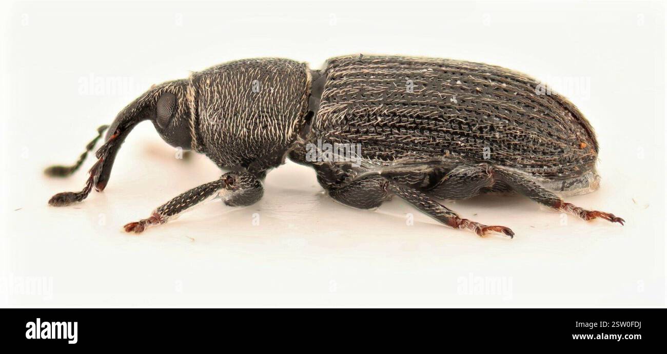 Stem Miner Weevil (Mecinus pyraster), Insecta, Montérégie, QC, Canada ...