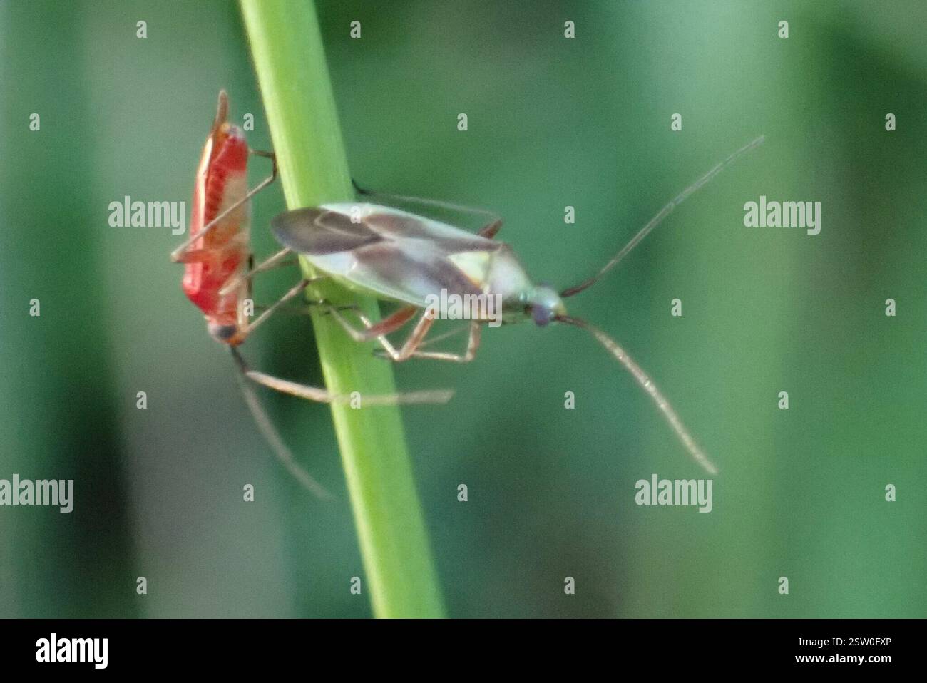 (Mirini), Insecta, Sabiepark, Sabie Park, 1260, South Africa Stock ...