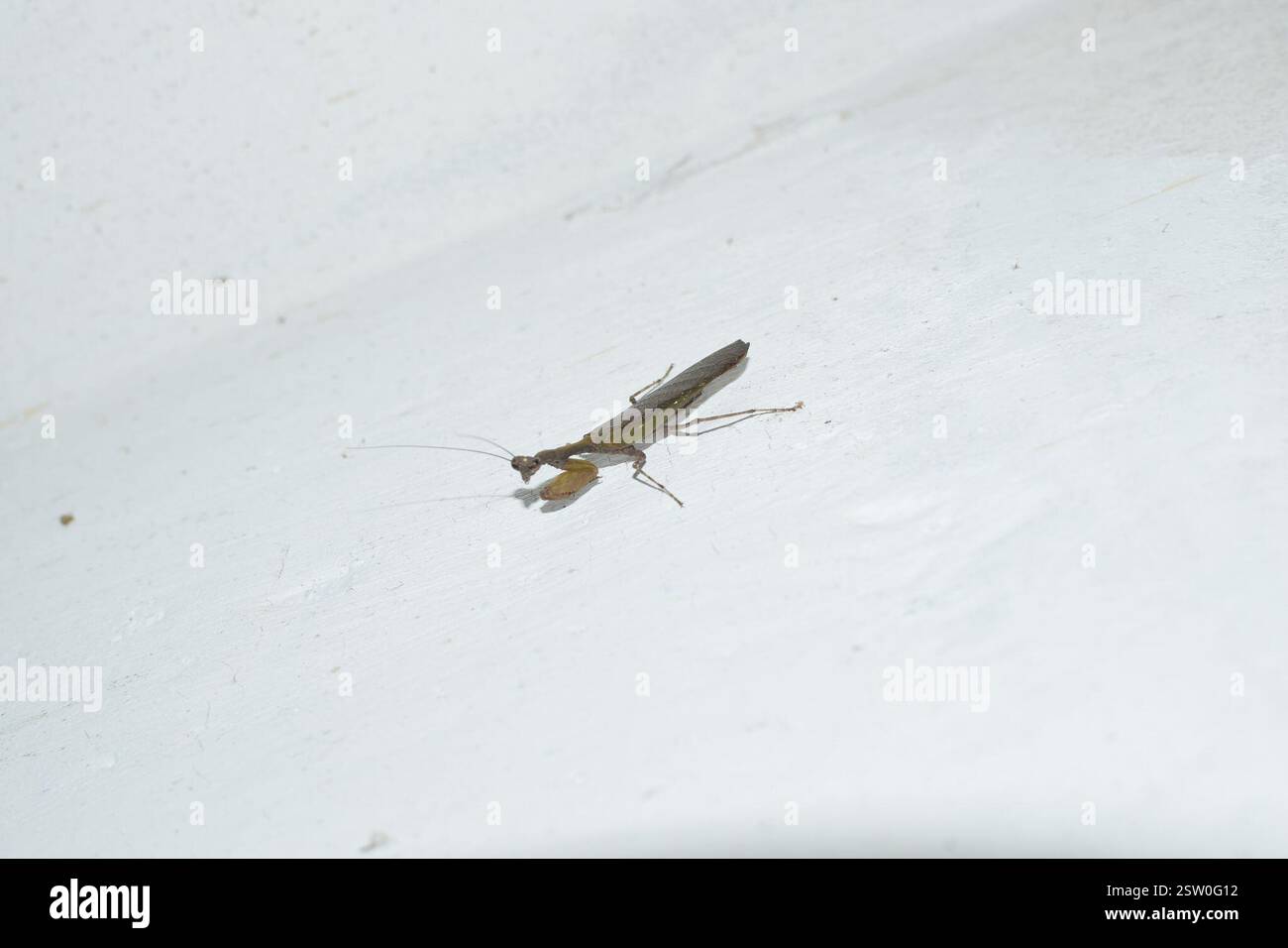 Japanese Boxer Mantis (Acromantis japonica), Insecta, 中国江西省上饶市婺源县 Stock ...