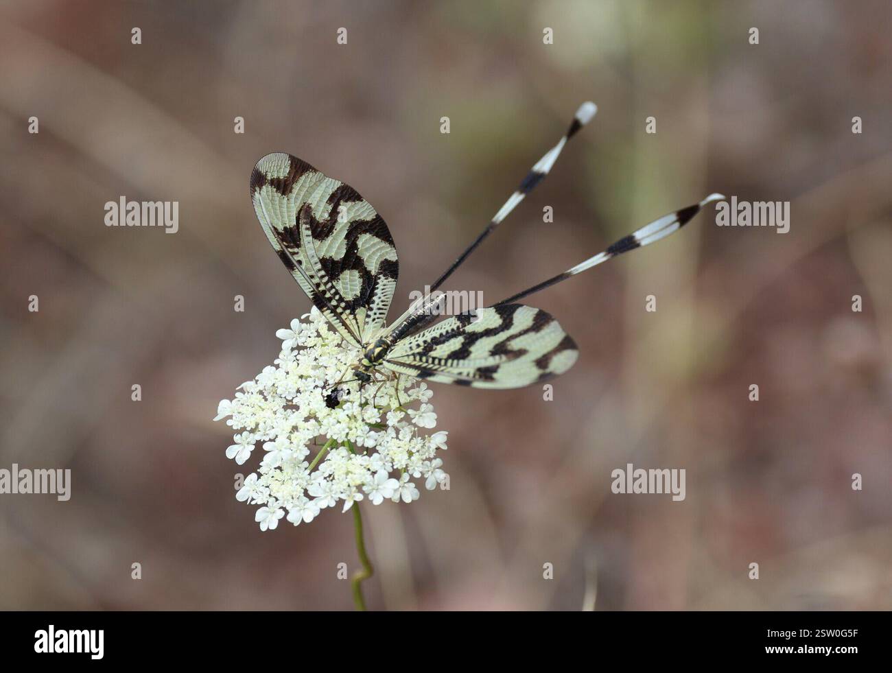 Sinuated Spoonwing (Nemoptera sinuata), Insecta, Marmaris/Muğla, Türkei ...