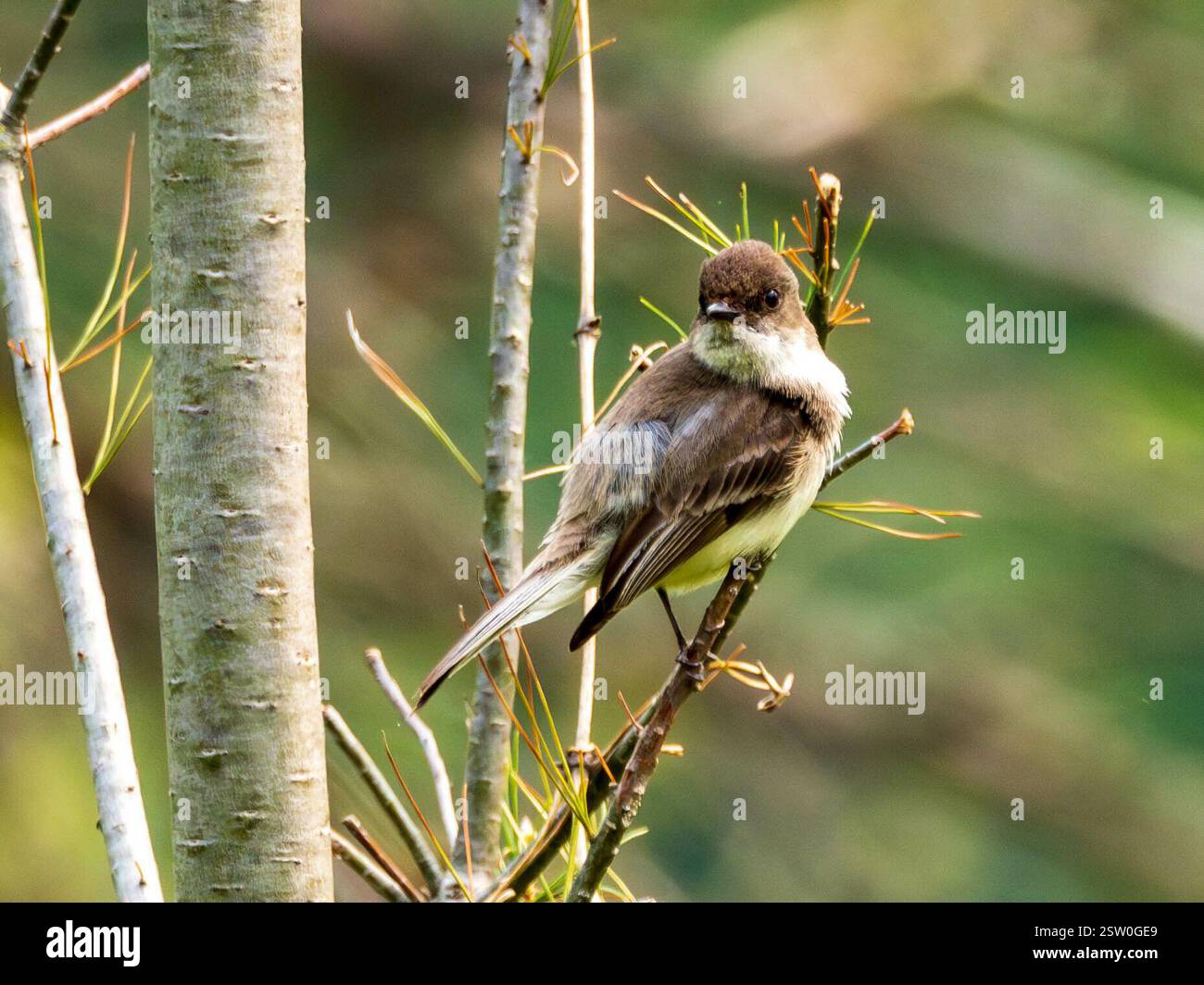 Eastern Phoebe (Sayornis phoebe), Aves, Chisago County, MN, USA, River ...