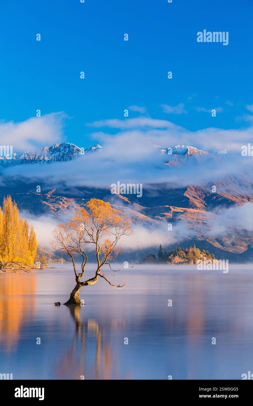 The Wanaka Tree in Lake Wanaka in the Otago region of New Zealand and ...