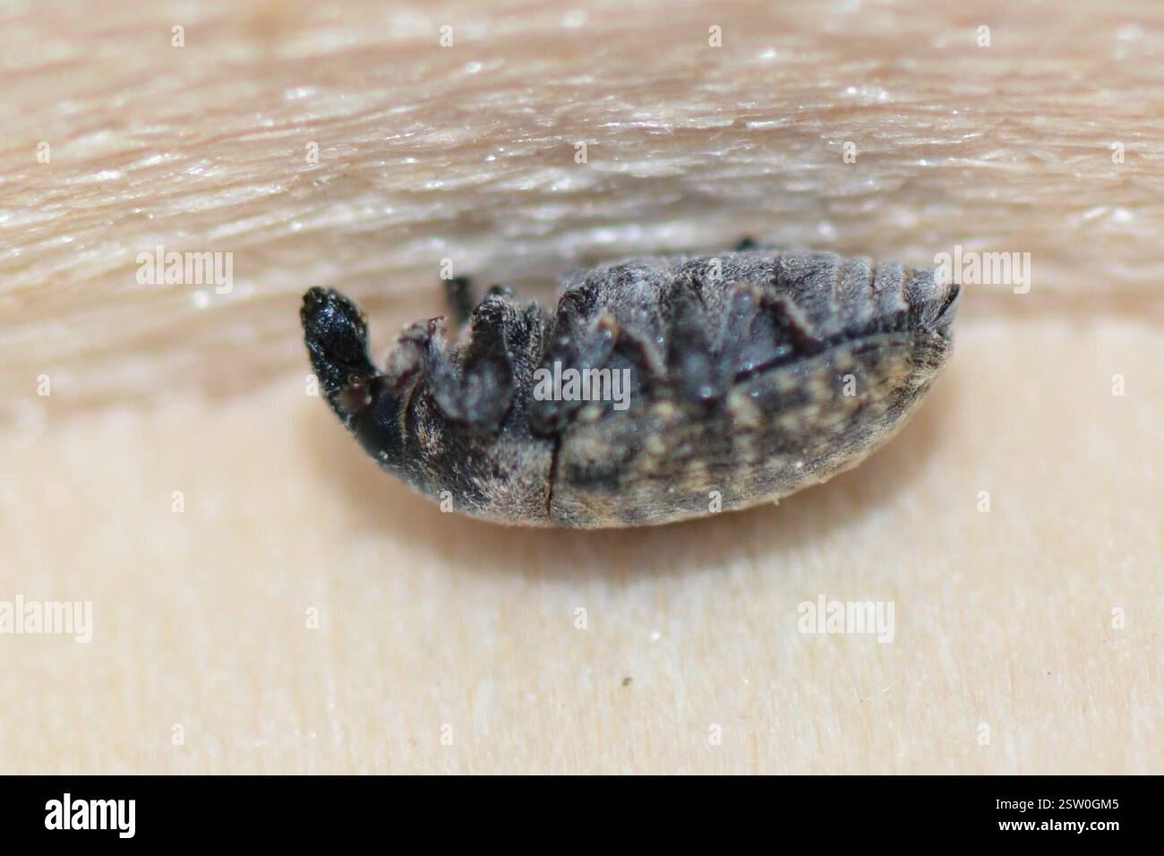Blunt Knapweed Flower Weevil (Larinus obtusus), Insecta, 5072 Oeschgen ...