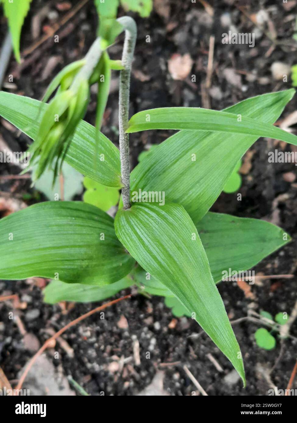 Broad-leaved helleborine (Epipactis helleborine), Plantae, Ashfield, MA ...
