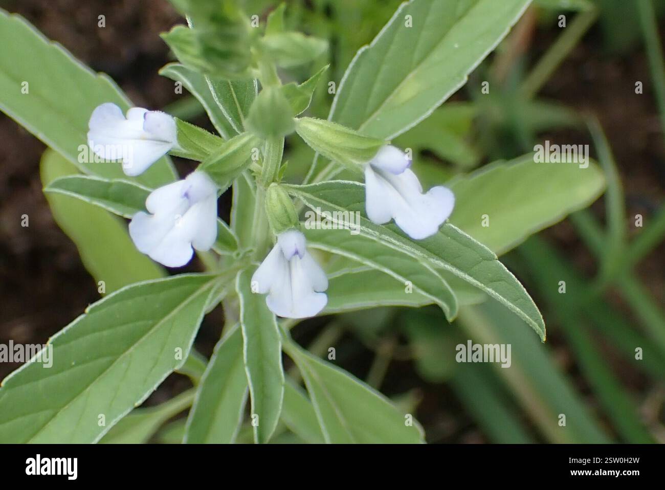 Mintweed (Salvia reflexa), Plantae, Maseve Mine, Bojanala Platinum ...