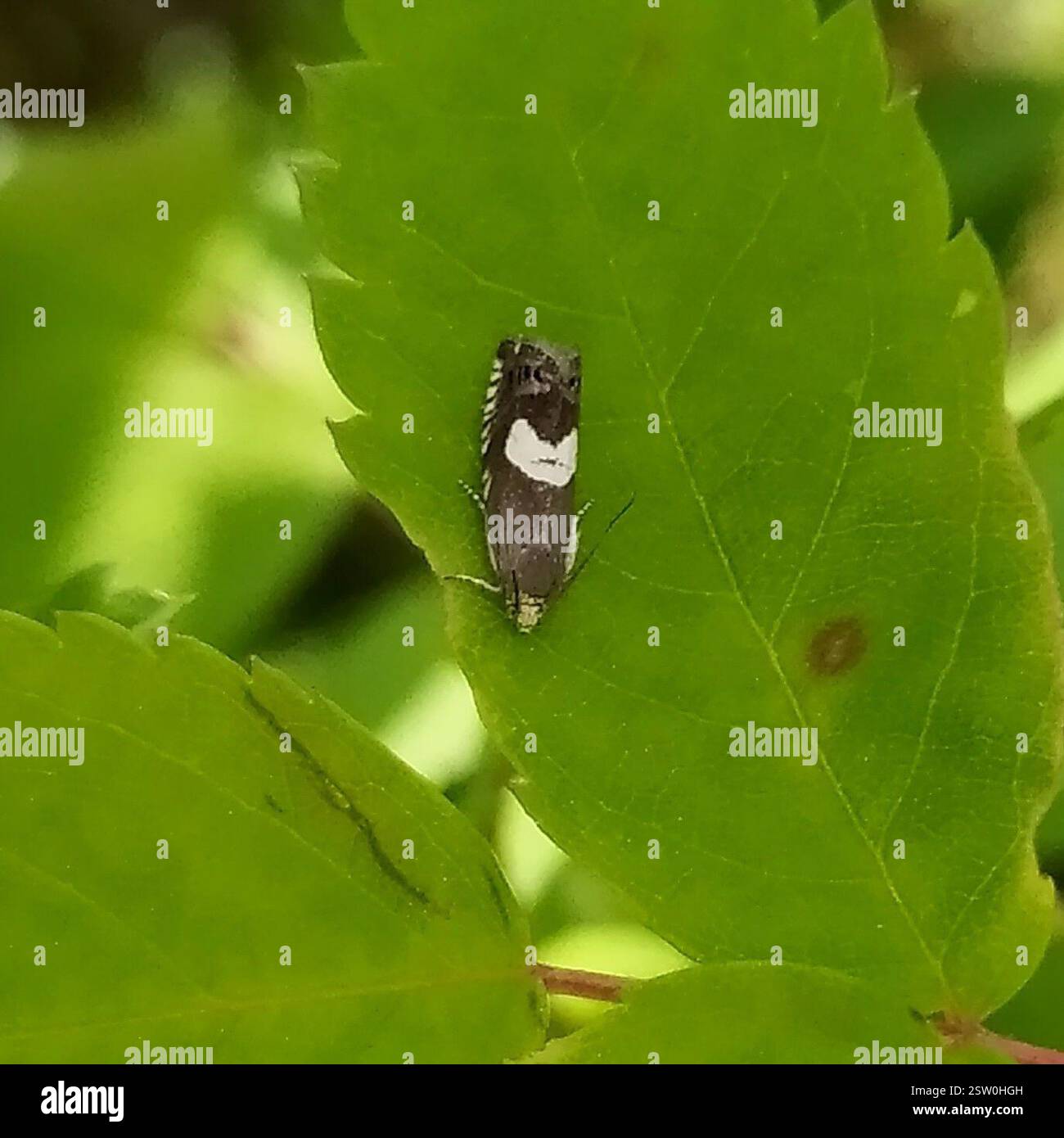 Common Drill (Dichrorampha petiverella), Insecta, Свердловская обл ...