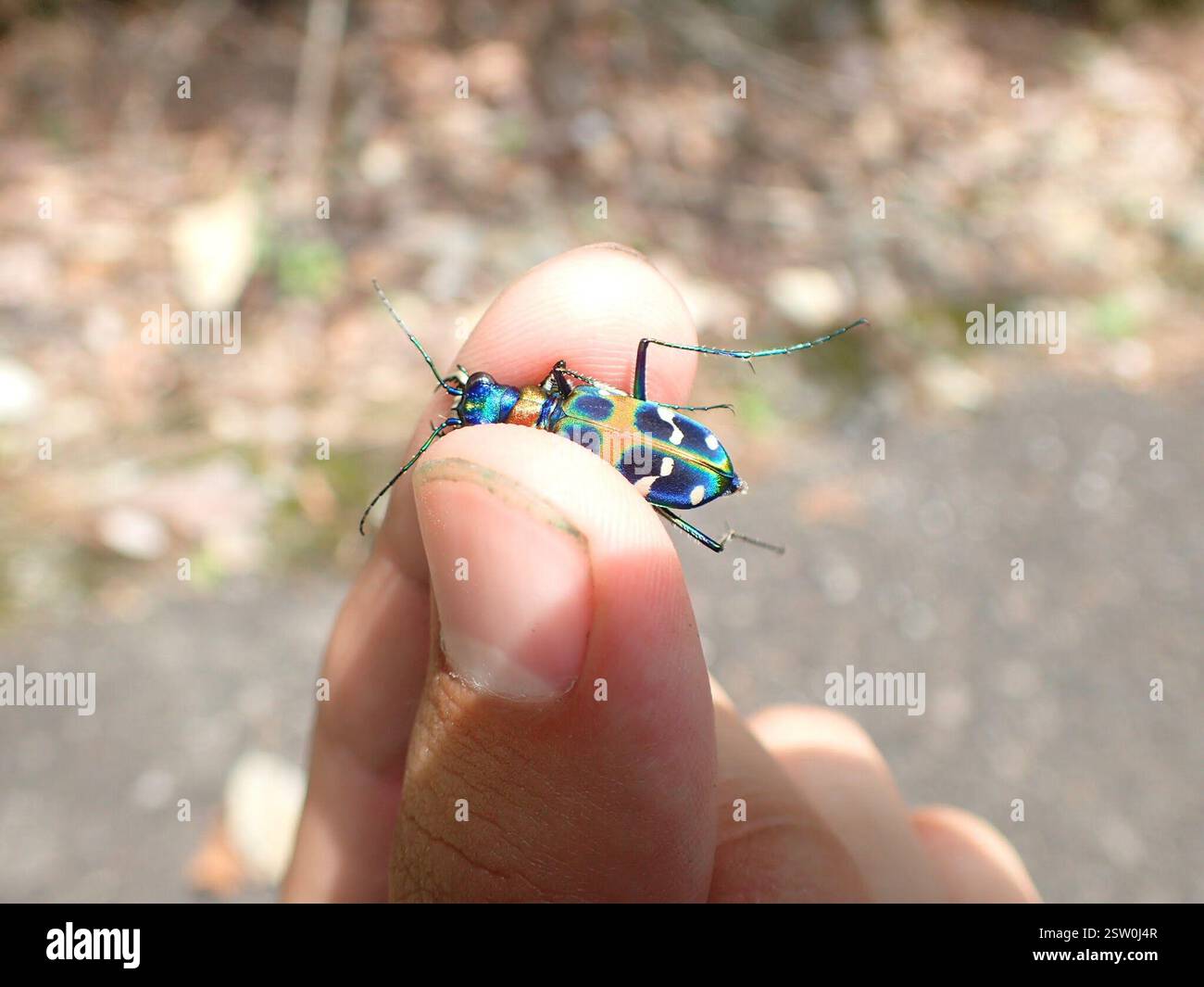 Japanese Tiger Beetle (Cicindela chinensis japonica), Insecta, Japan ...